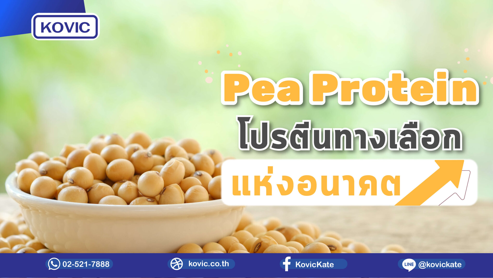 Pea Protein โปรตีนทางเลือกแห่งอนาคต - ผลิตอาหารเสริม-รับผลิตอาหารเสริม ...